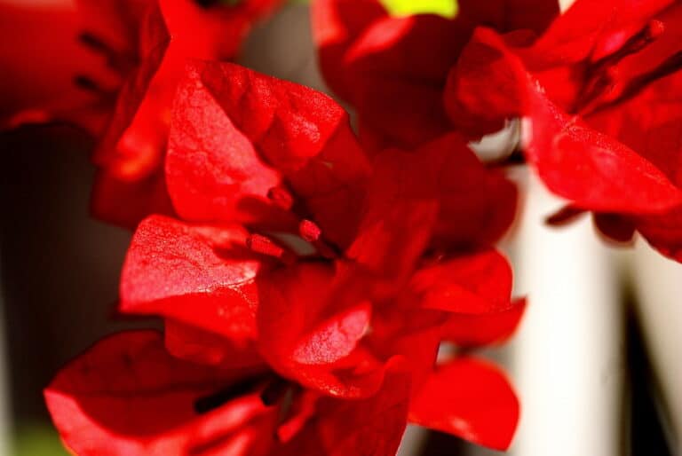 ¿Como cultivar BUGAMBILIA en el jardín? y aprovechar sus propiedades