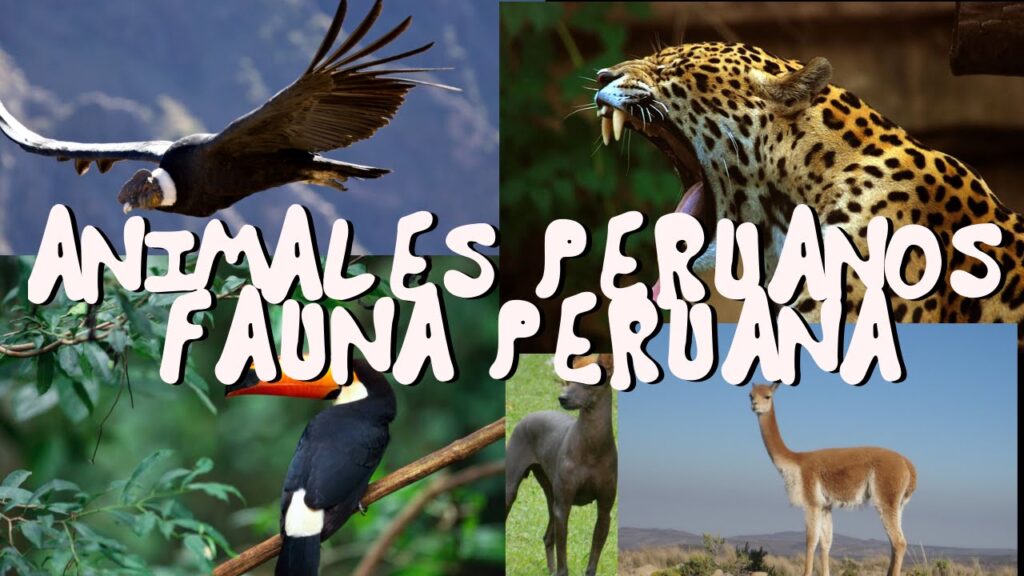 Más de 50 ANIMALES NATIVOS DEL PERÚ y sus características