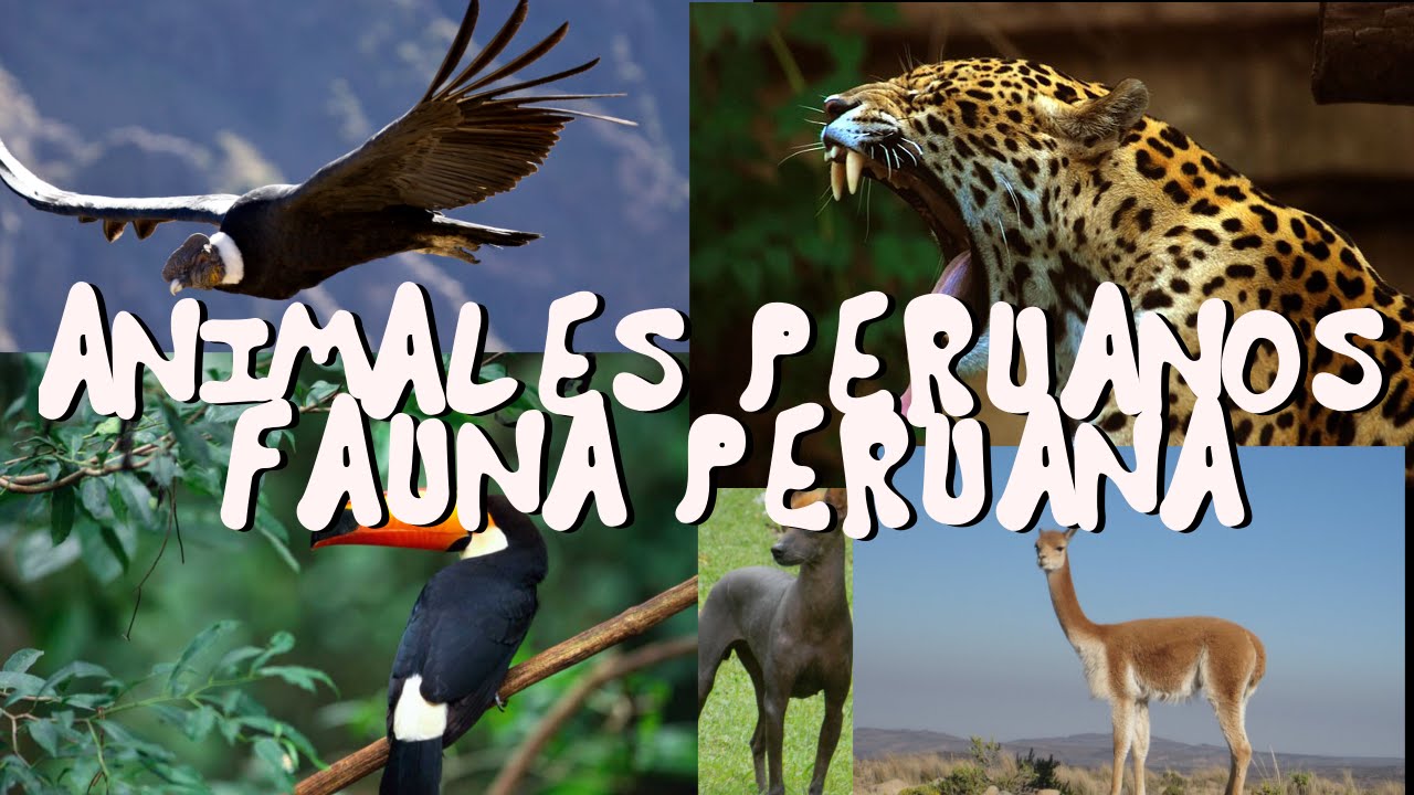 Más de 50 ANIMALES NATIVOS DEL PERÚ y sus características