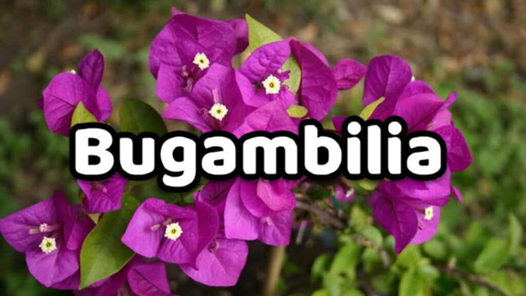 ¿Como cultivar BUGAMBILIA en el jardín? y aprovechar sus propiedades