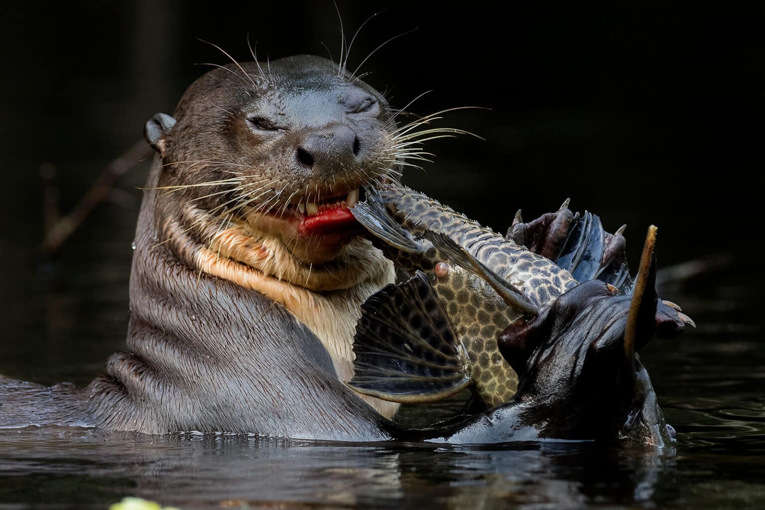 Descubre la FAUNA DE LA SELVA, características, tipos y ejemplos