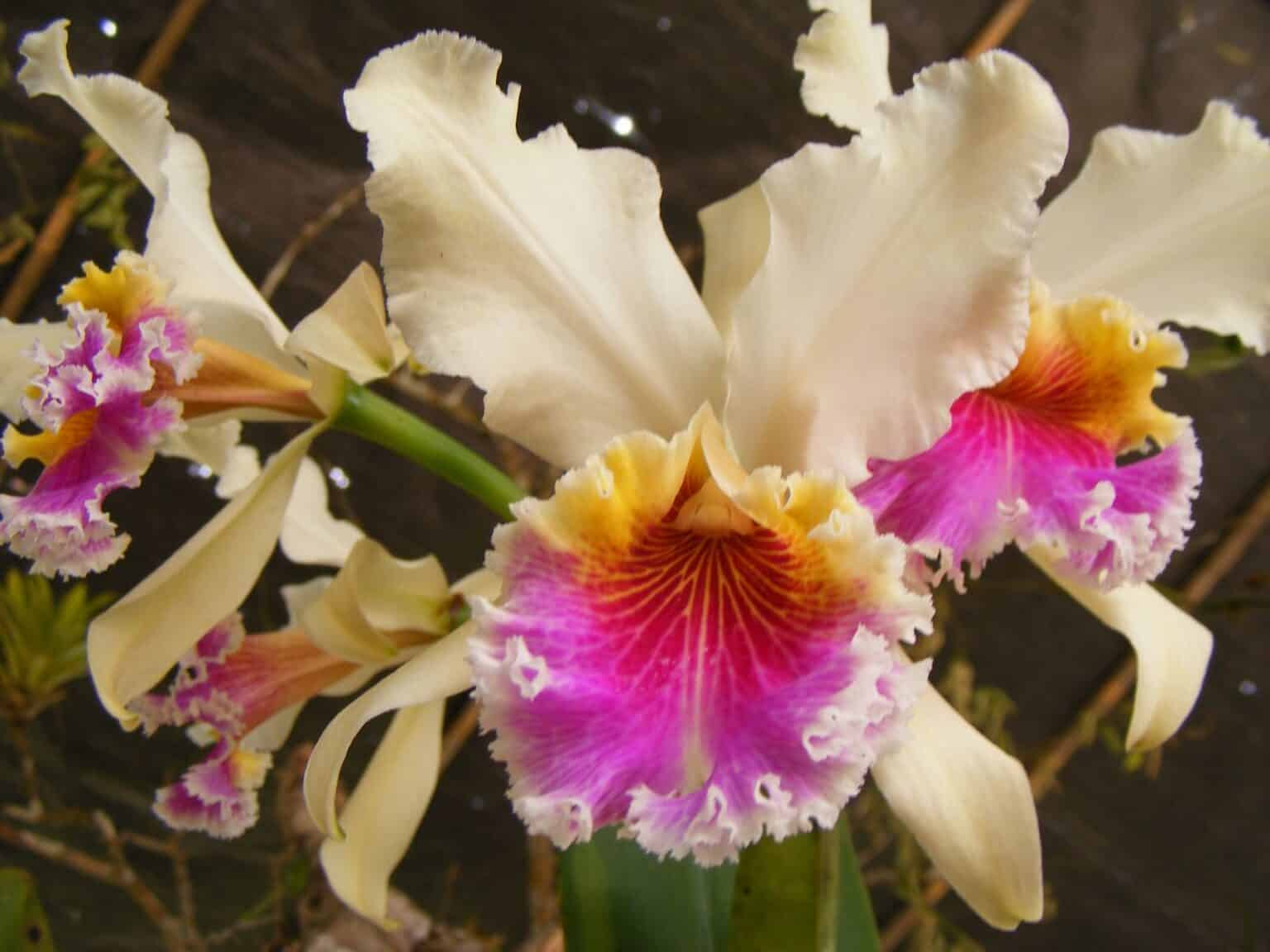 FLORA Y FAUNA DE LA SELVA PERUANA, todo lo que necesitas saber