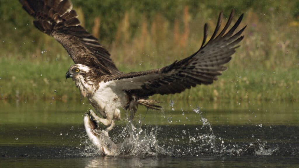 ¿Sabes cuáles son las AVES RAPACES?, descúbrelas todas aquí