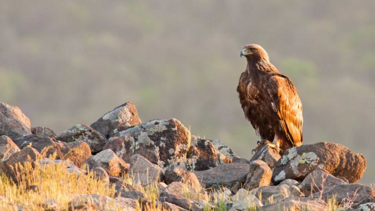 ¿Sabes cuáles son las AVES RAPACES?, descúbrelas todas aquí
