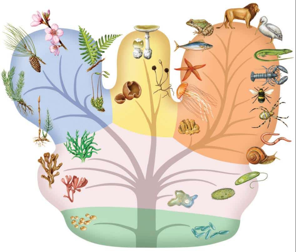 RAMAS DE LA BIOLOGÍA, todo lo que debes saber aquí