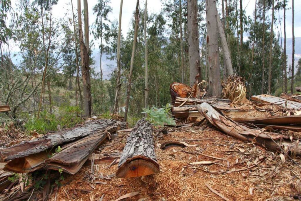 TALA DE ÁRBOLES, ¿Qué es?, causas, efectos, estadísticas y más