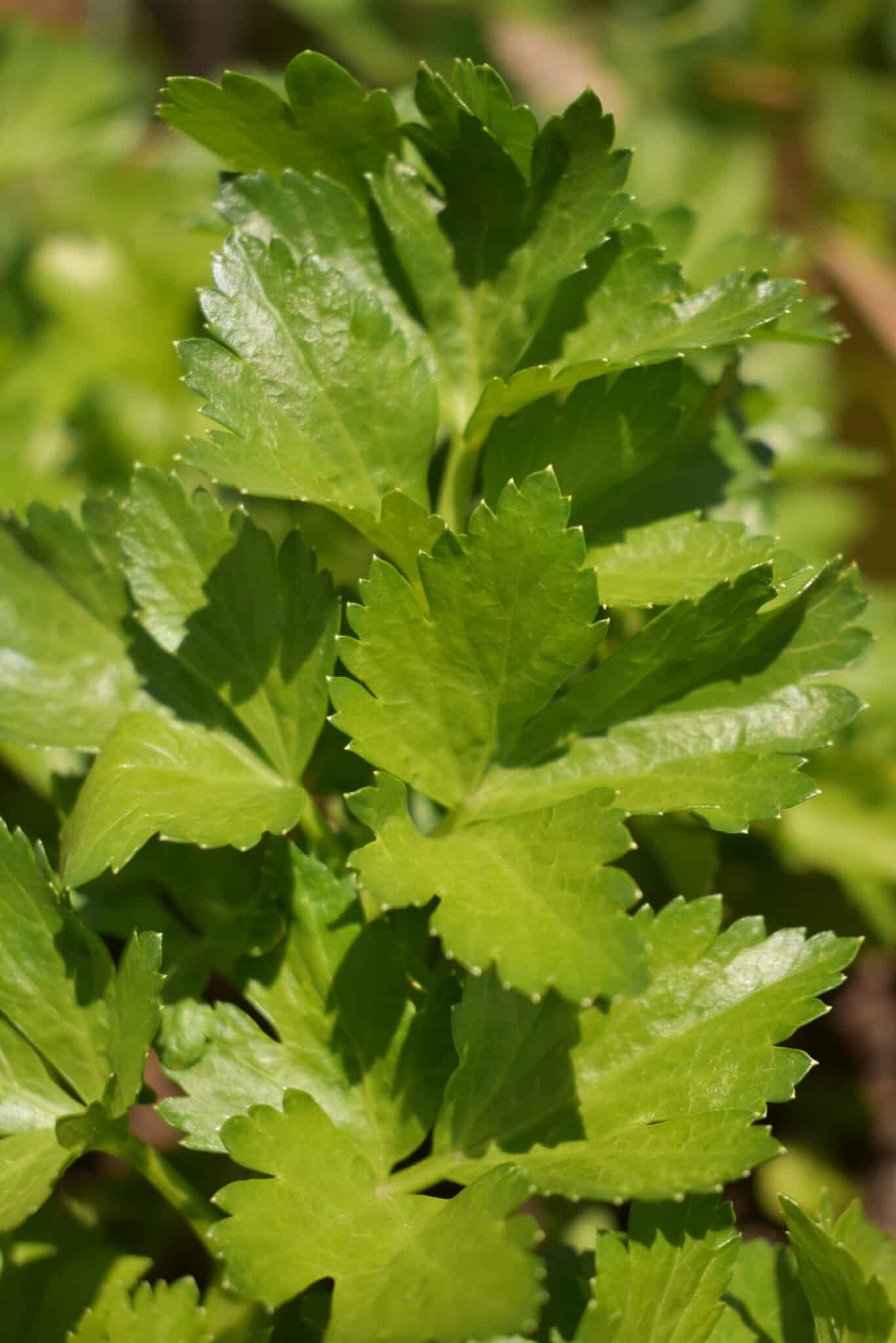 Cocinar APIO: RECETAS y BENEFICIOS SALUDABLES
