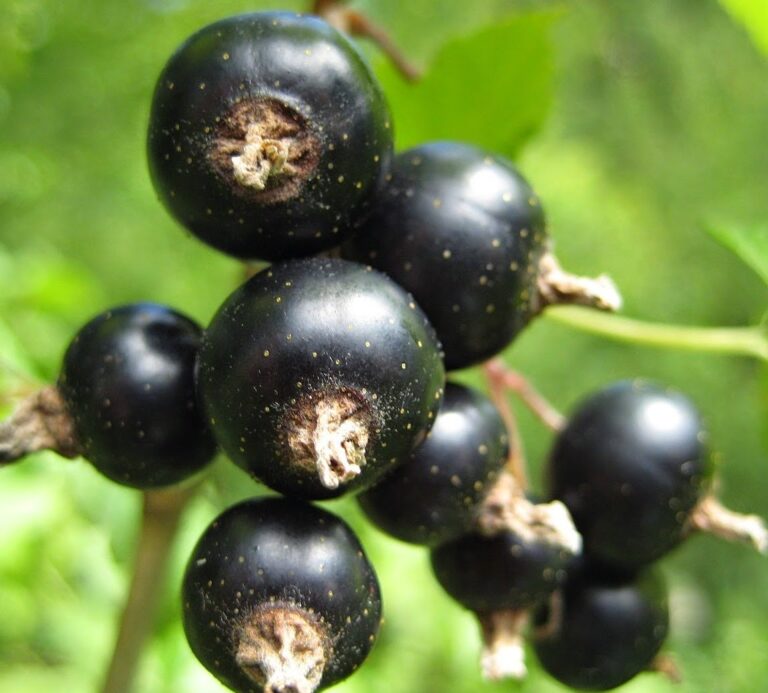 GROSELLERO NEGRO, todo sobre esta planta medicinal y más.