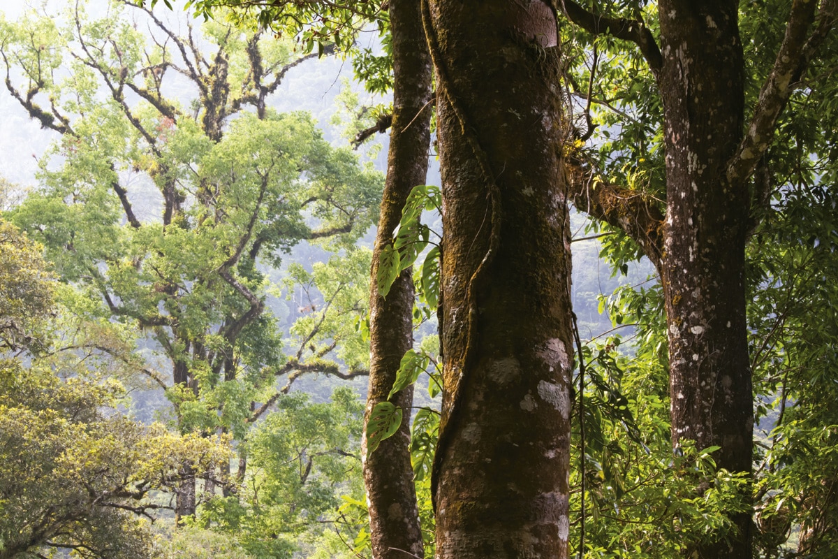 Tipos de ECOSISTEMAS DE MÉXICO, características, ejemplos y más