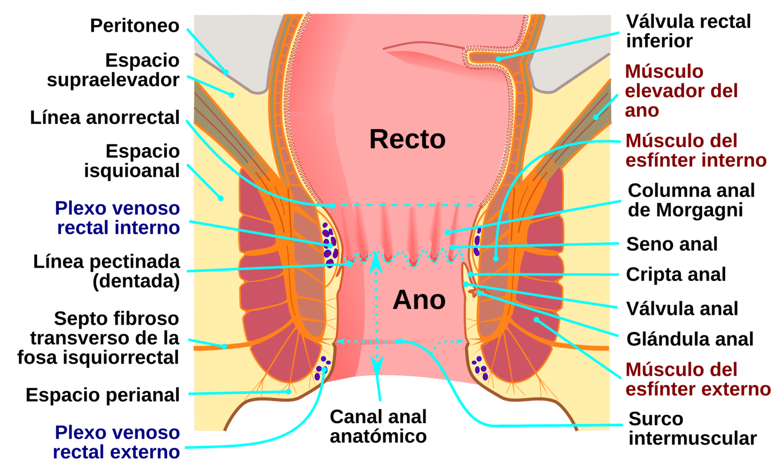 Relajar músculos del esfínter: Guía y técnicas