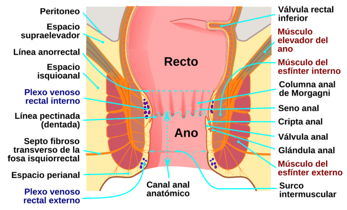 Relajar músculos del esfínter: Guía y técnicas