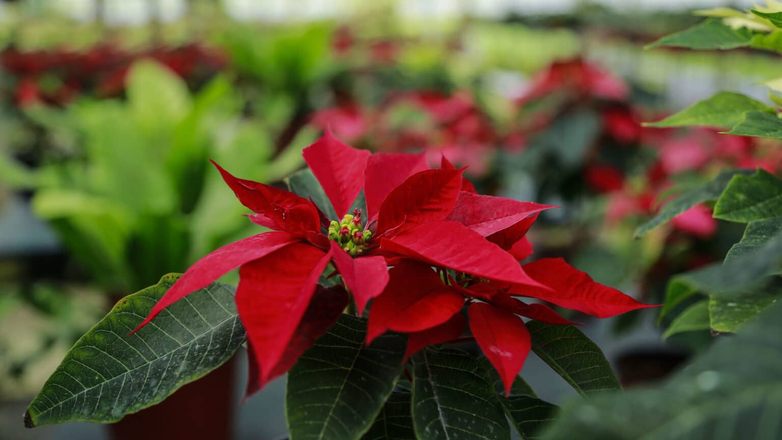 FLOR DE PASCUA, todo lo que debes saber para cuidarla.