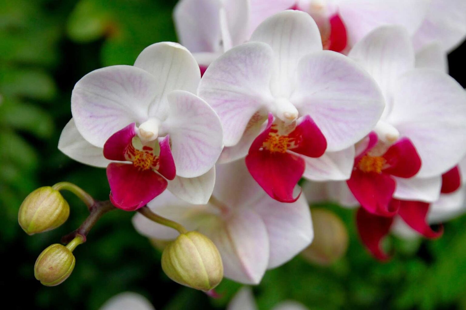 FLORA DE GUATEMALA, todo lo que necesitas saber sobre este tema