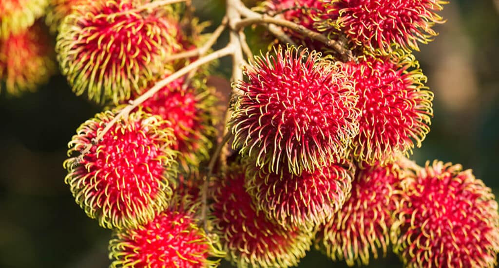 16 FRUTAS TROPICALES y todas sus propiedades