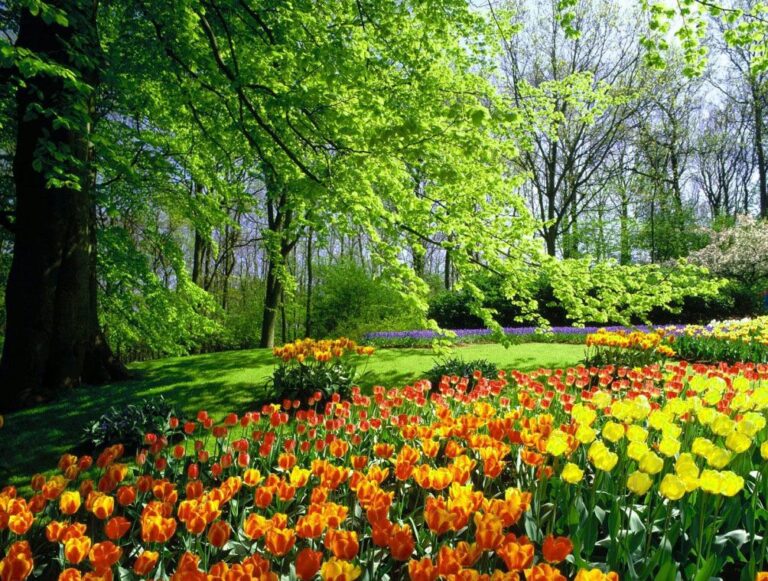 MEGADIVERSO, ¿Qué es?, Características y Países Representativos