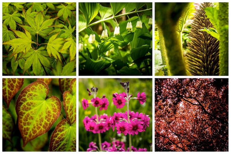 MEGADIVERSO, ¿Qué es?, Características y Países Representativos