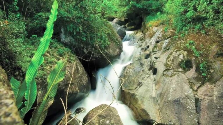 MEGADIVERSO, ¿Qué es?, Características y Países Representativos