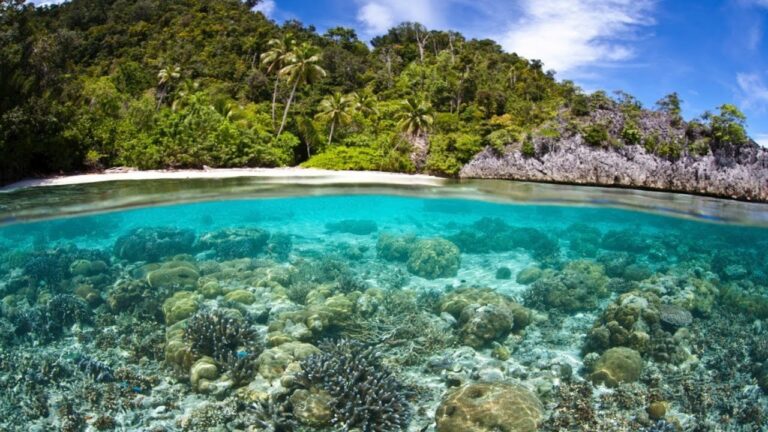 MEGADIVERSO, ¿Qué es?, Características y Países Representativos