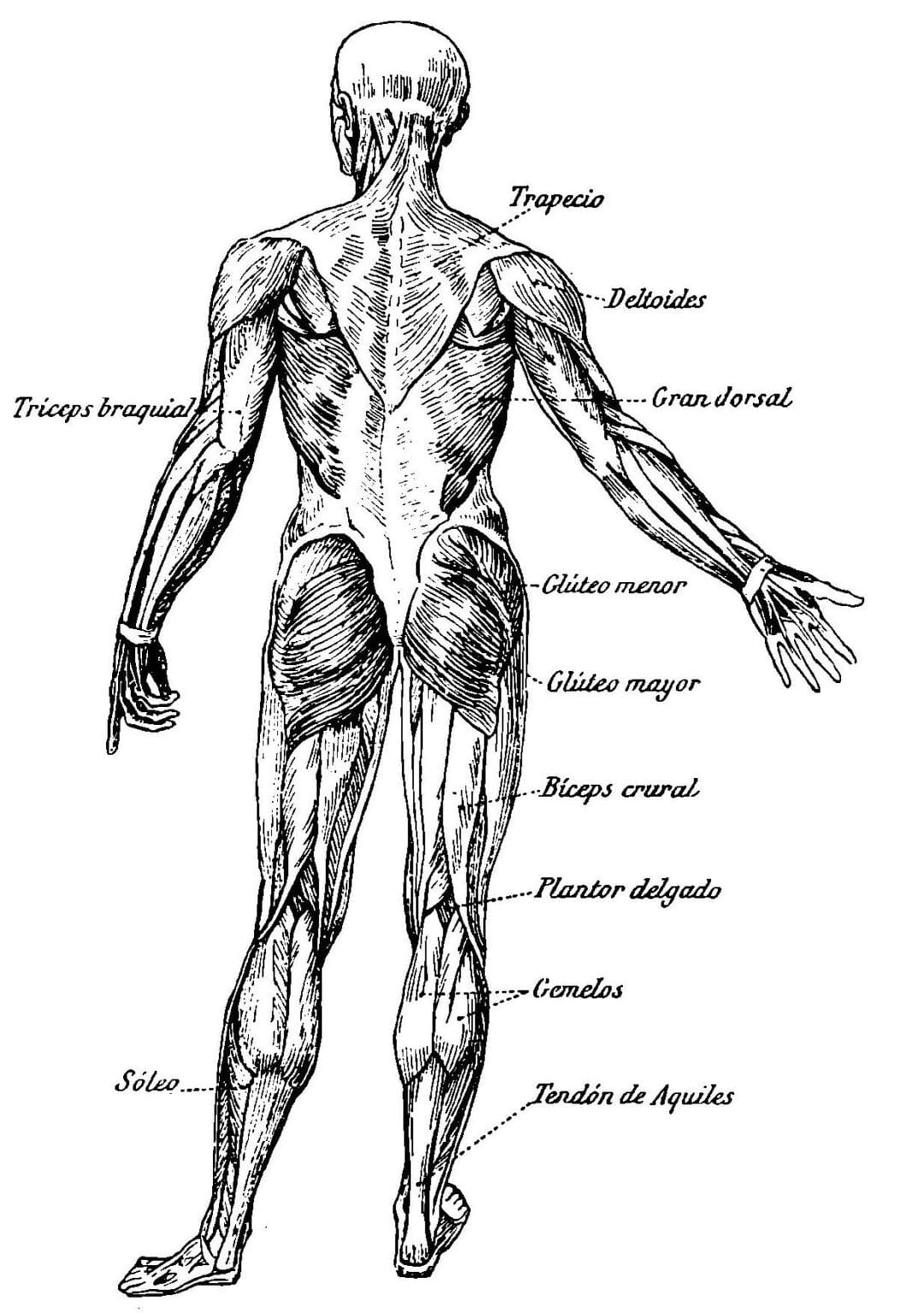 RELJAR MÚSCULOS DEL ESFÍNTER: TÉCNICAS EFECTIVAS