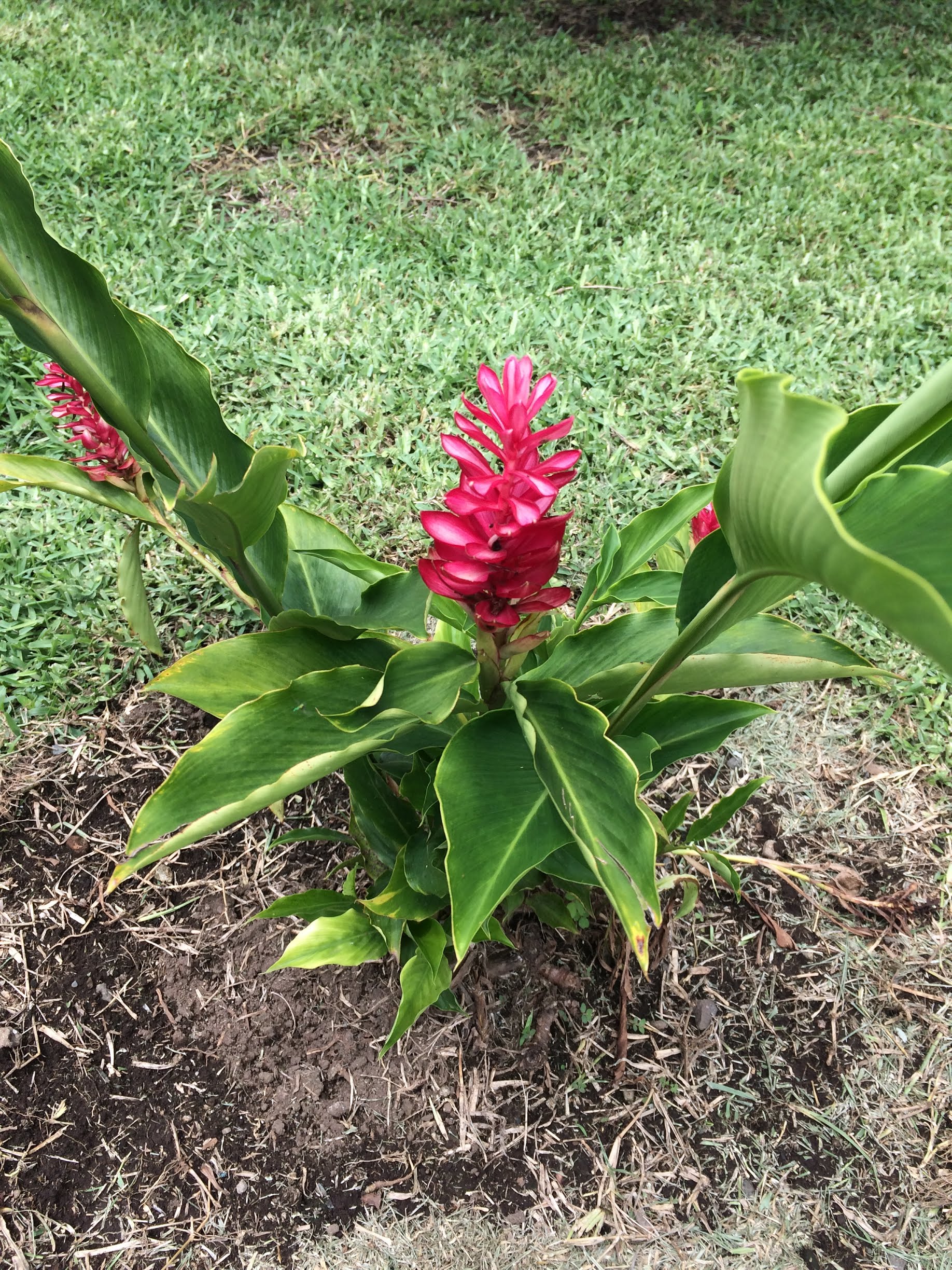 Cómo PODAR una CINTA: Guía PASO a PASO FÁCIL