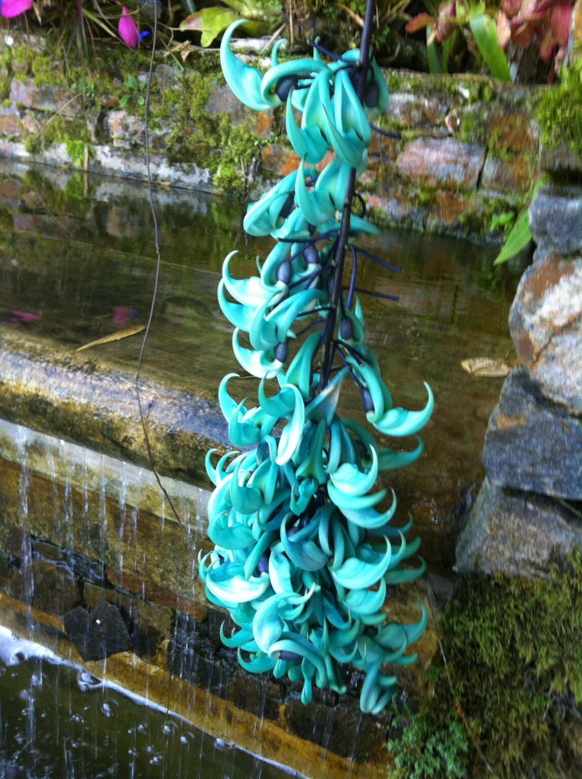 PLANTAS RARAS del mundo: Exóticas, peligrosas y muy curiosas