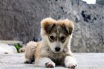 Cómo INSTALAR Puppy Linux - Guía PASO a PASO FÁCIL