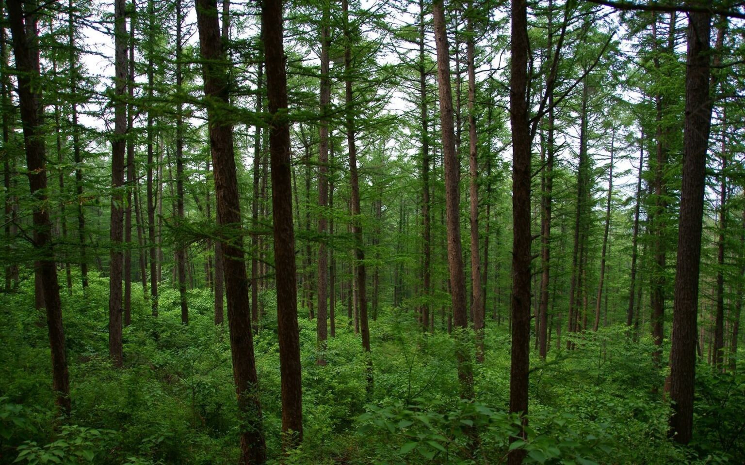 Todo sobre la SELVA SECA, características, clima, flora, fauna y más