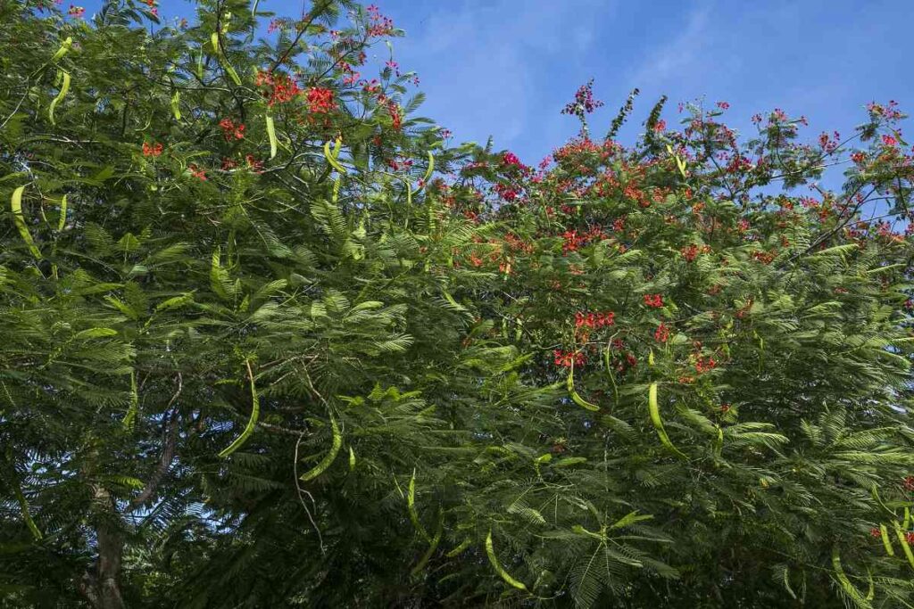 Todo sobre la SELVA SECA, características, clima, flora, fauna y más