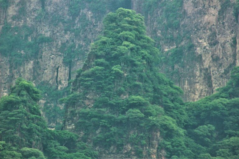 Todo sobre la SELVA SECA, características, clima, flora, fauna y más