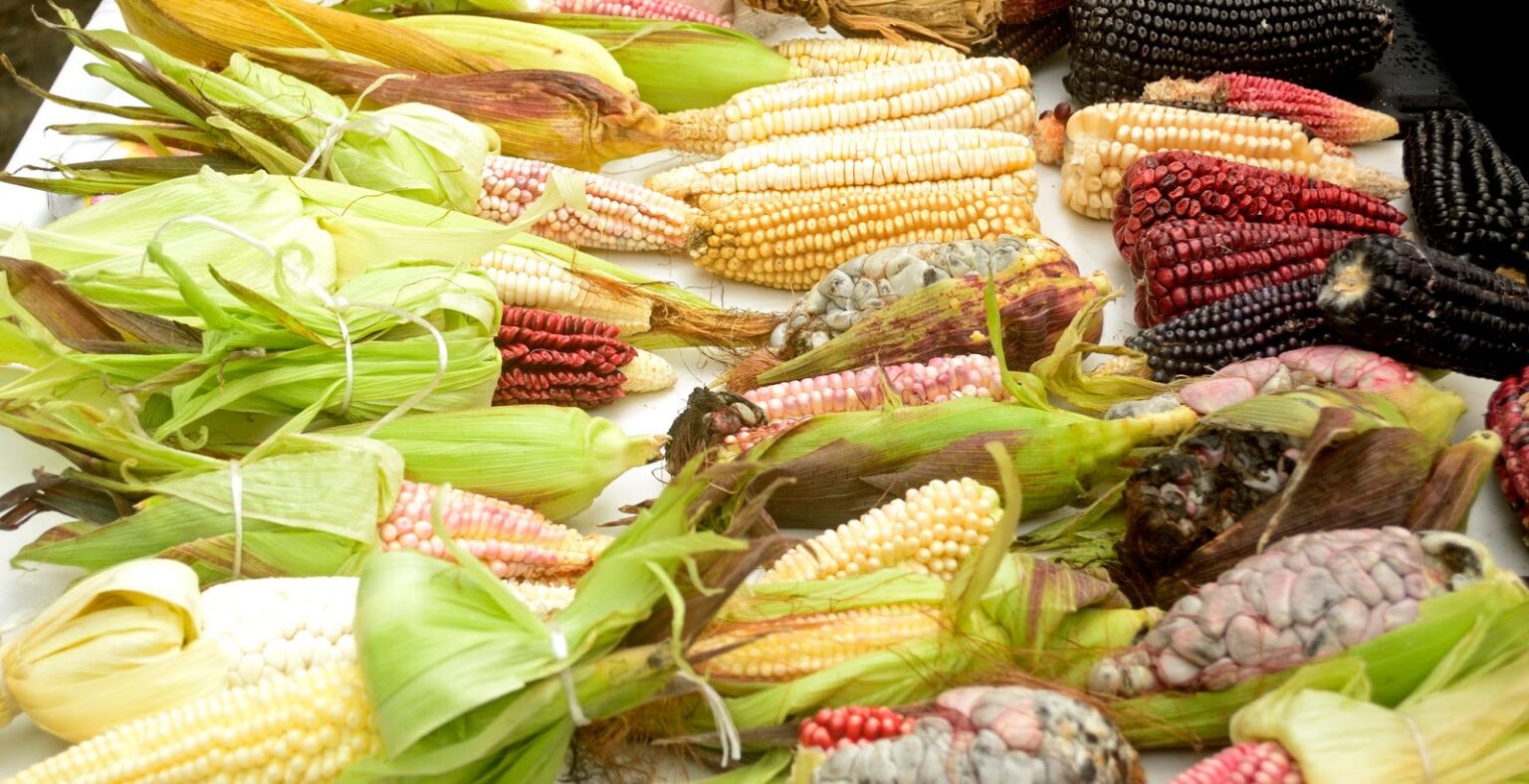 Descubre los diferentes TIPOS DE SEMILLAS y mucho más aquí