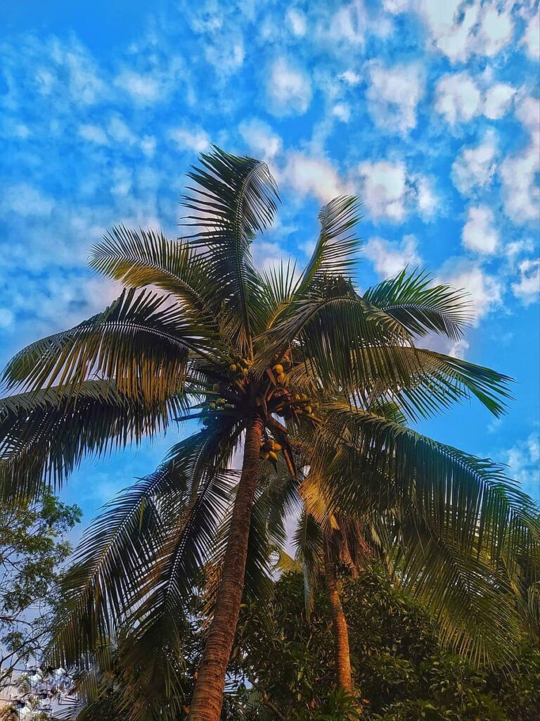 CLIMA TROPICAL: ubicación, caracteristicas, especies y más